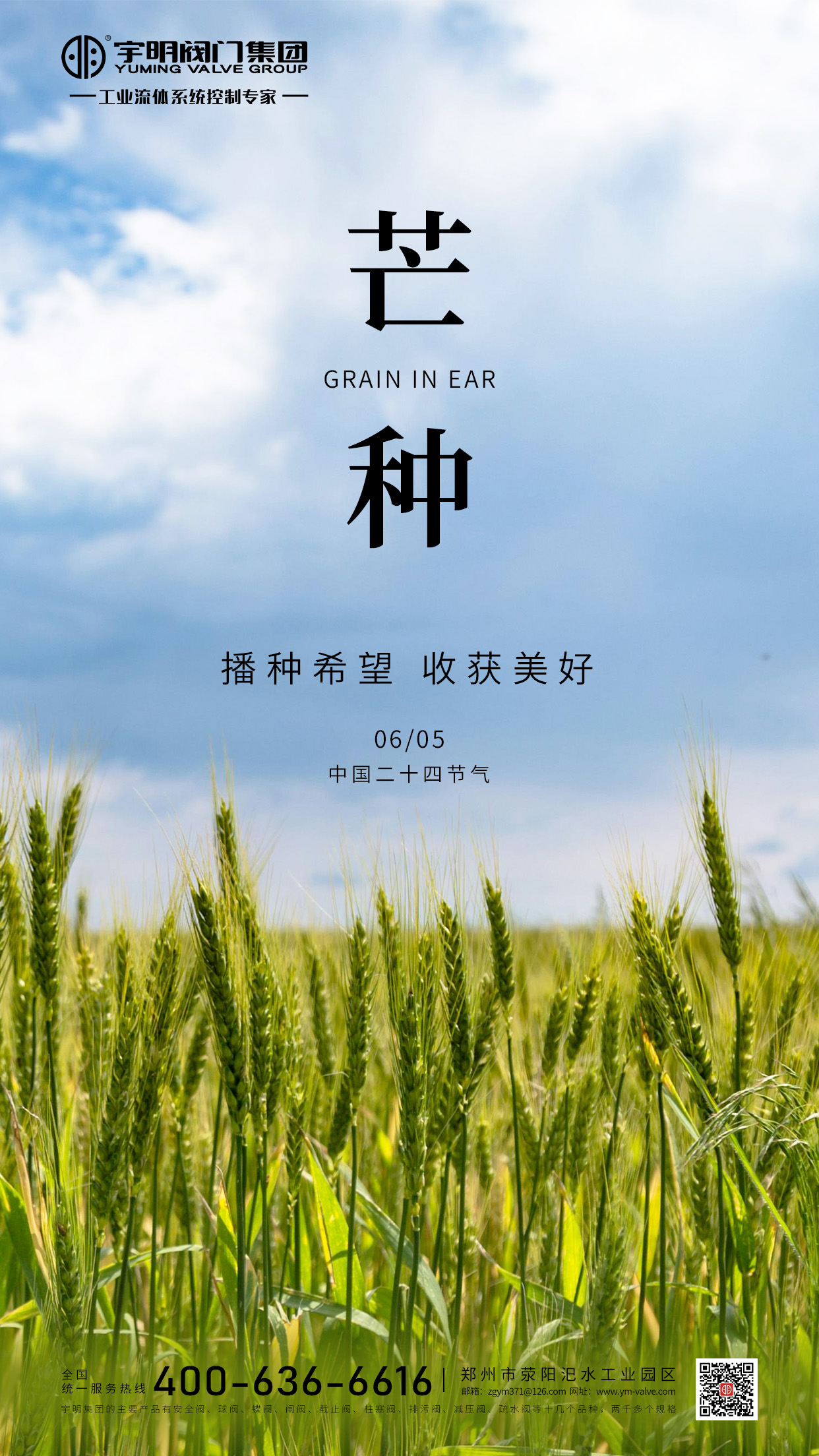 【grain-in-ear】-summer-begins-to-grow-with-the-arrival-of-grain-in-ear ...